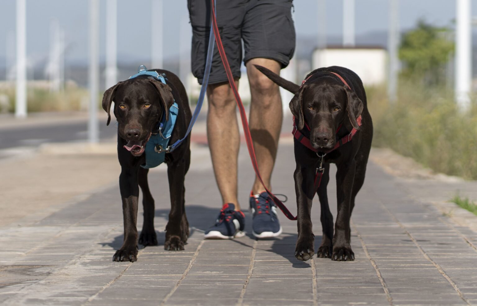 How to Dog-Proof Your Home - Practical Dog Gear